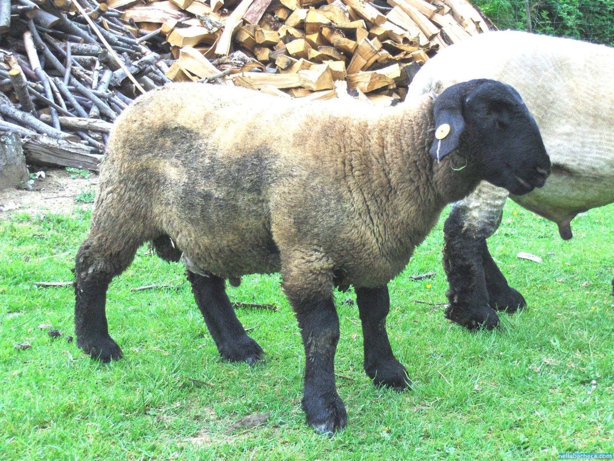 PECORE e agnelli SUFFOLK in vendita, Lazio, borgovelino, - Altri